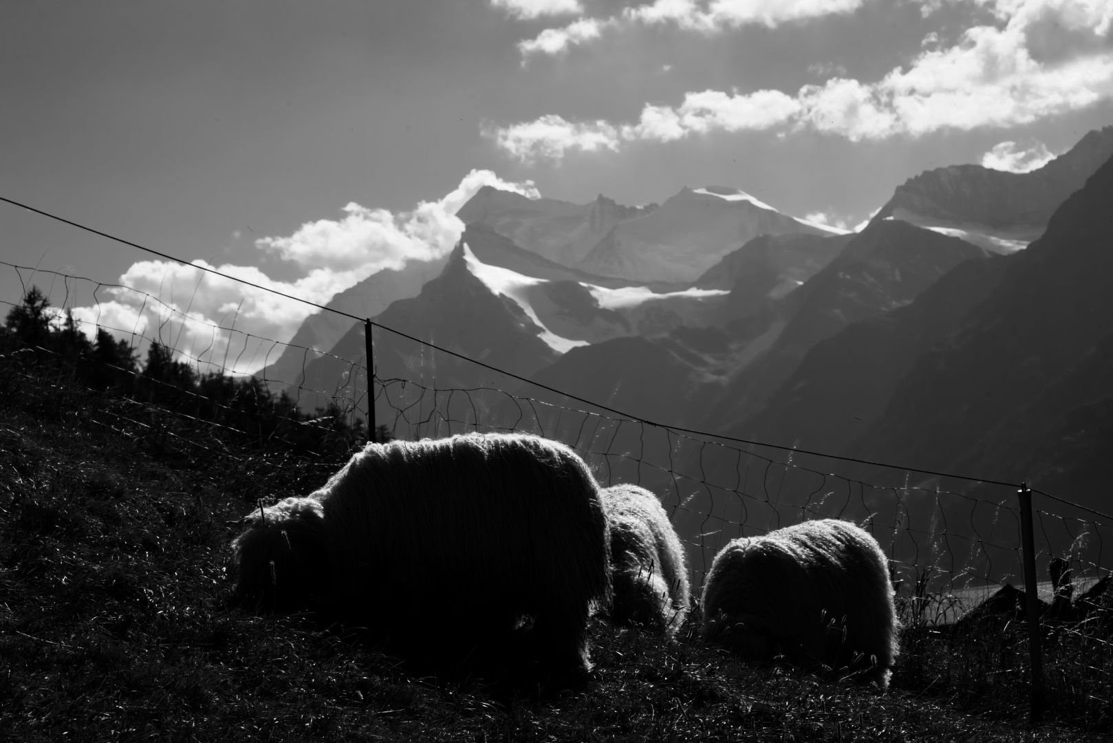 Home :: Valais Blacknose Sheep Northumberland